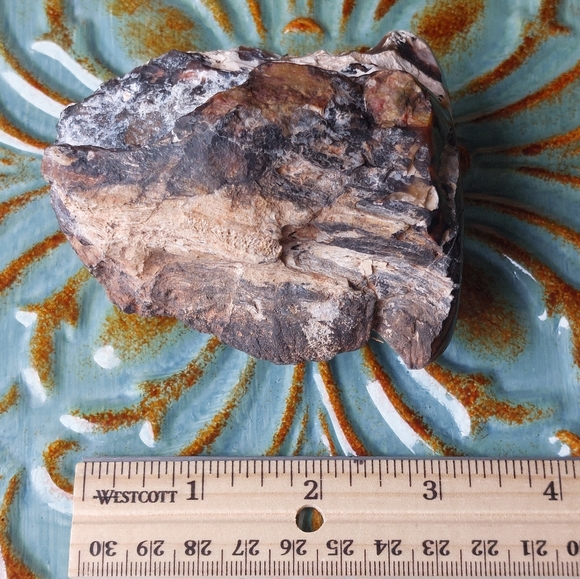 Crystals | Accents | Petrified Wood Specimen Crystal Decor Stones And ...